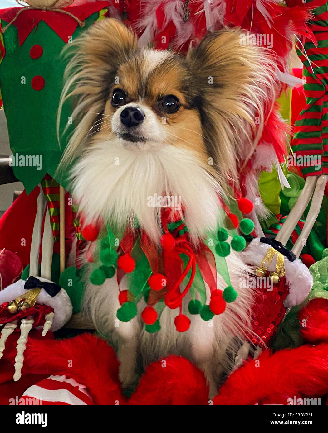 Cute papillon hi-res stock photography and images - Alamy