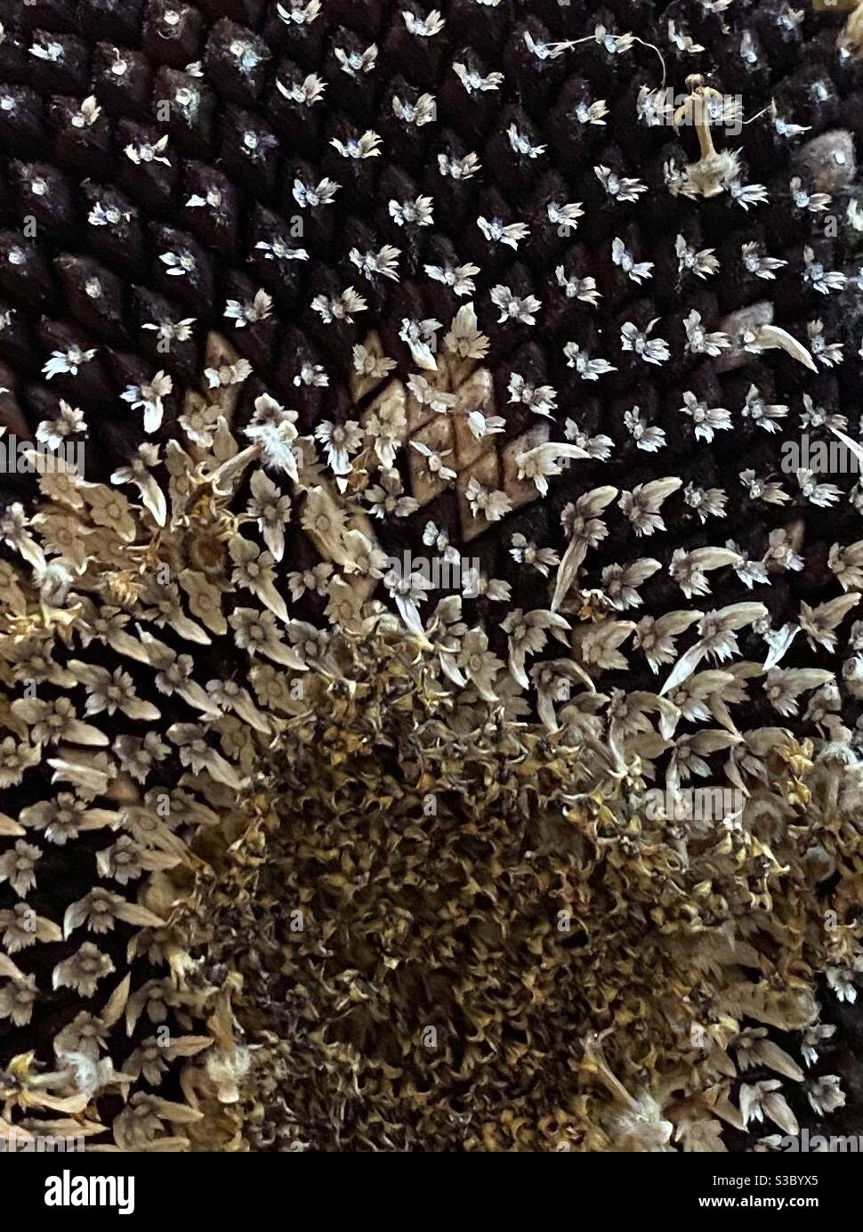 Dried sunflower hi-res stock photography and images - Alamy