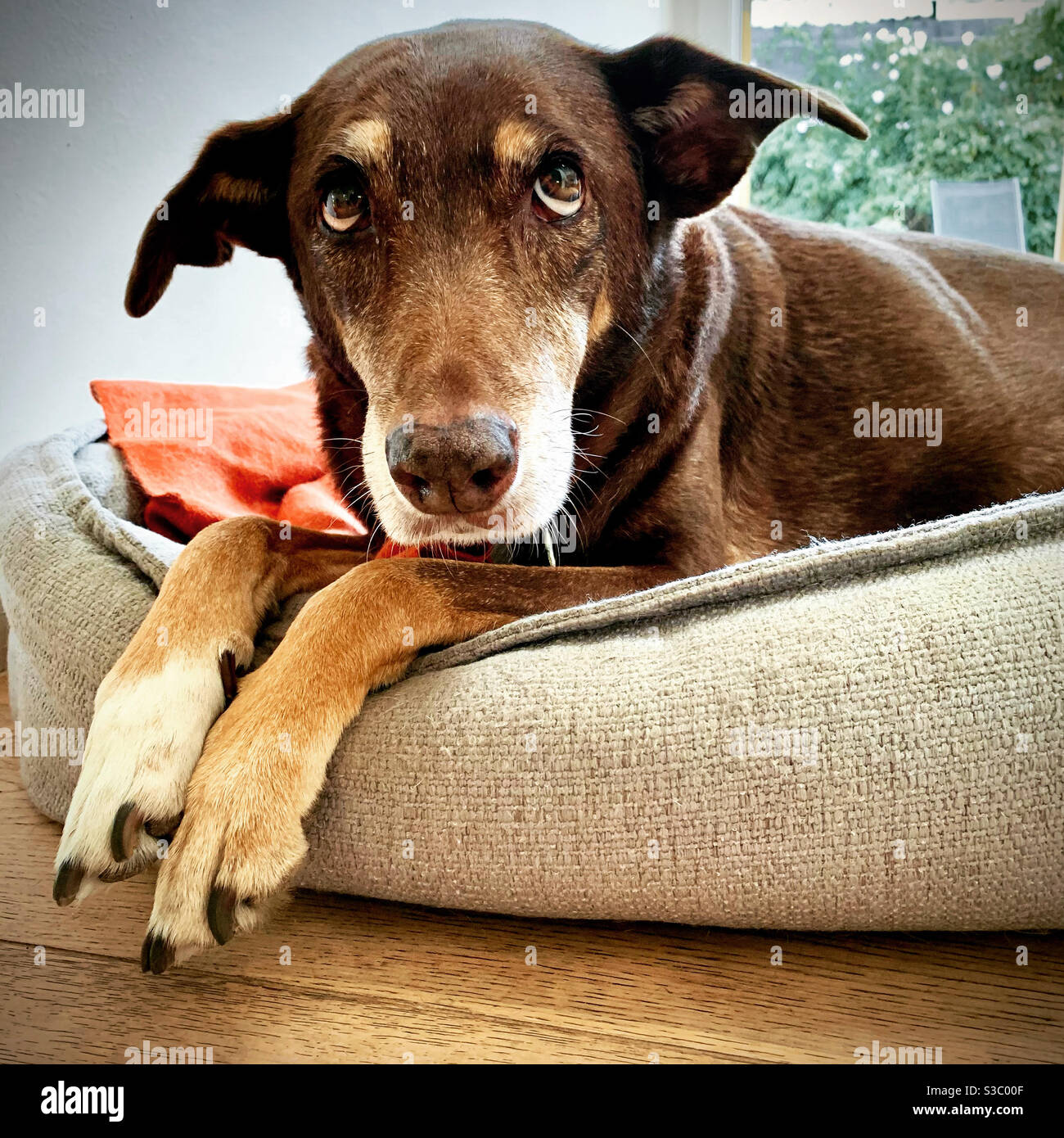 What Kind Of A Dog Is Goofy