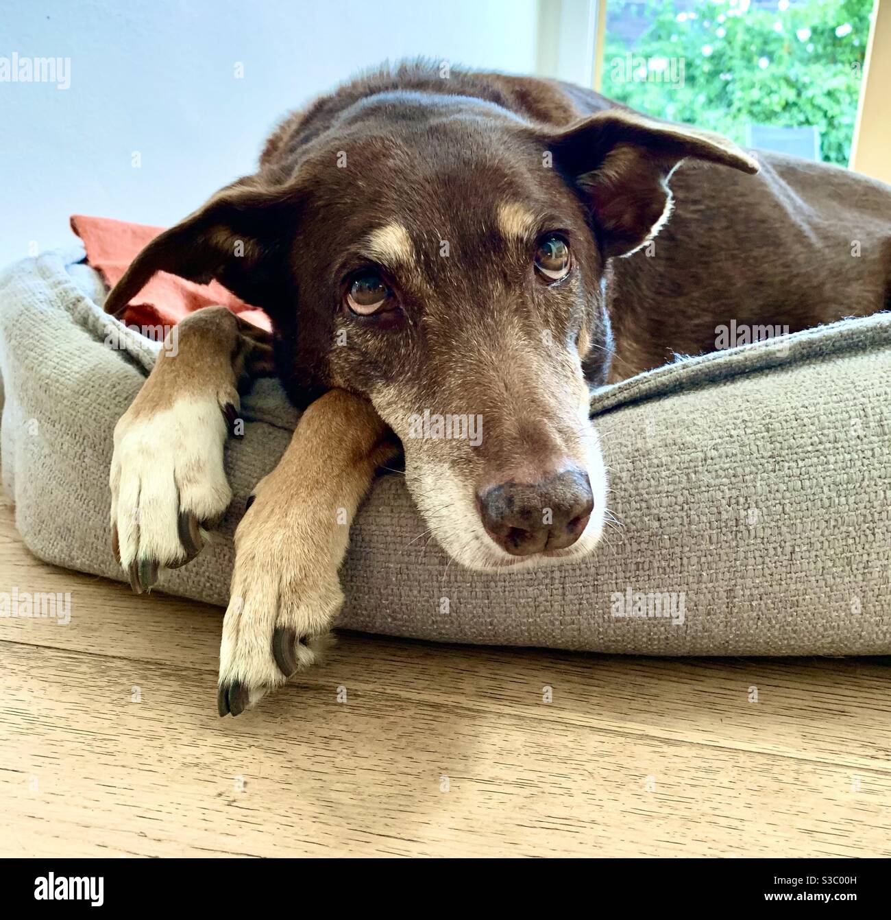 Resting dog hi-res stock photography and images - Alamy