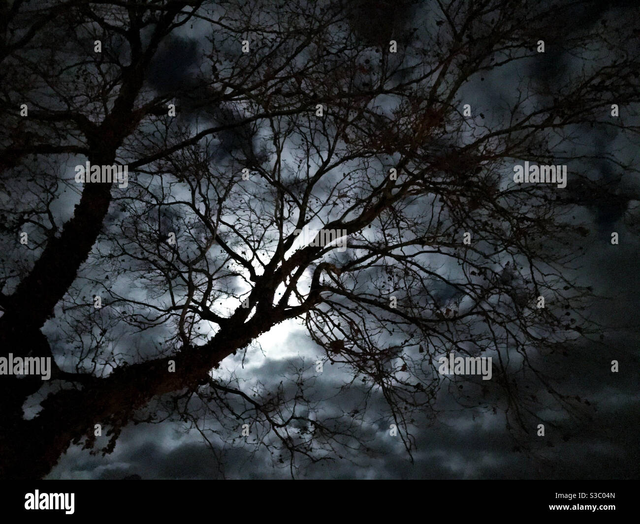 Spooky tree branch hi-res stock photography and images - Alamy