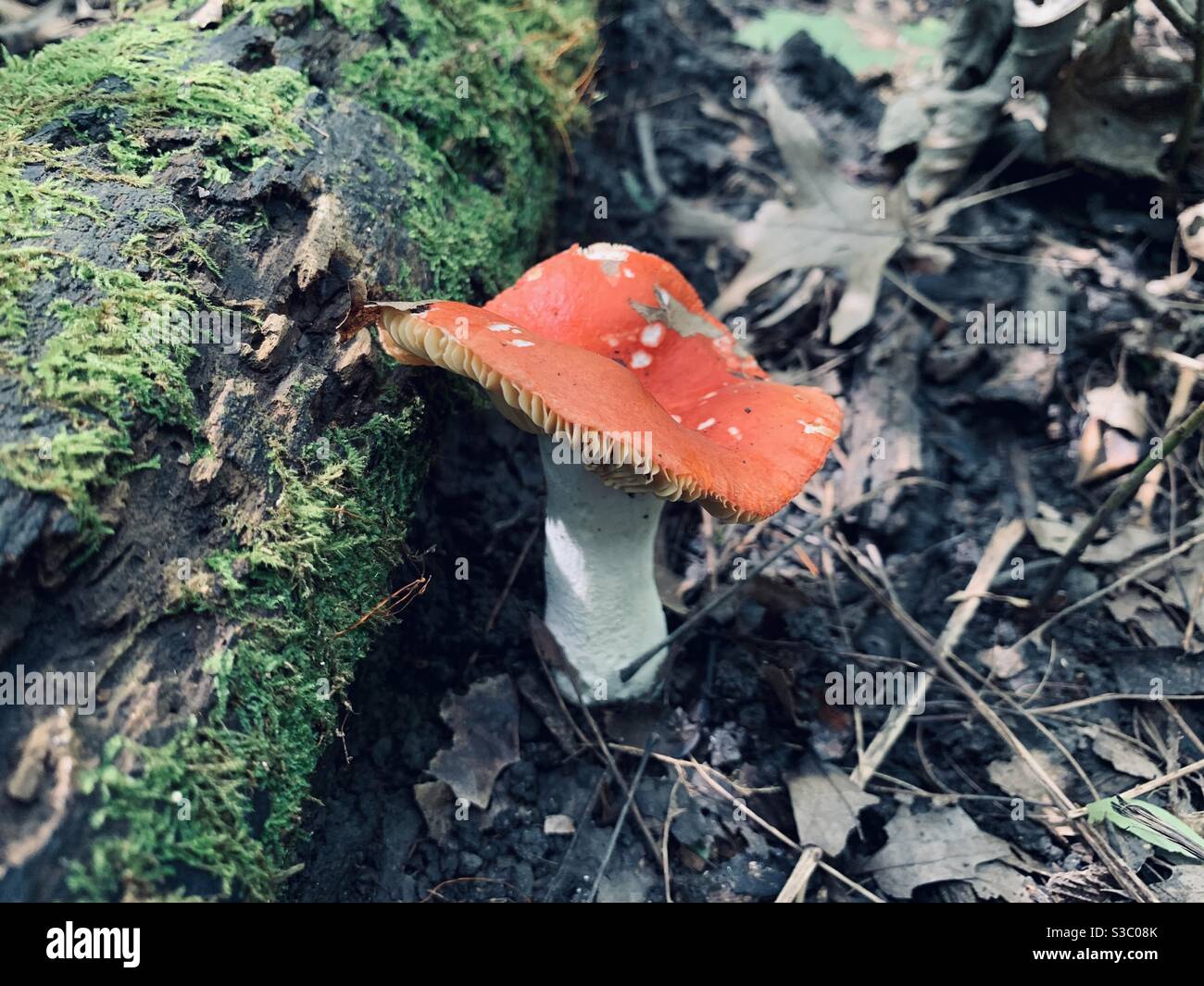 Red top mushroom hi-res stock photography and images - Alamy