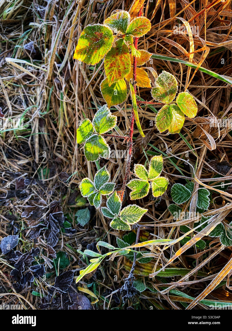 Frosted bramble hi-res stock photography and images - Alamy