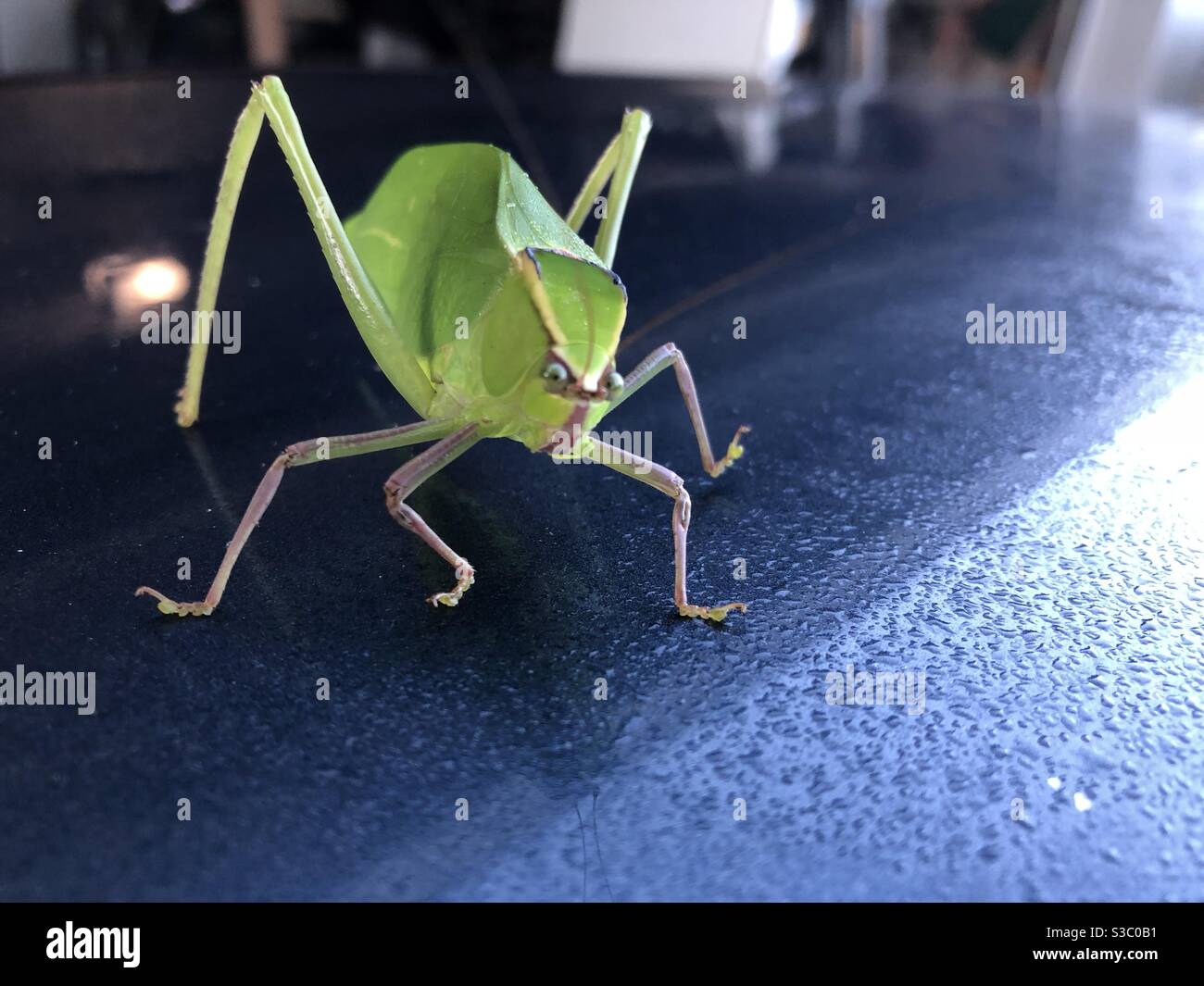 Blue bug hi-res stock photography and images - Alamy