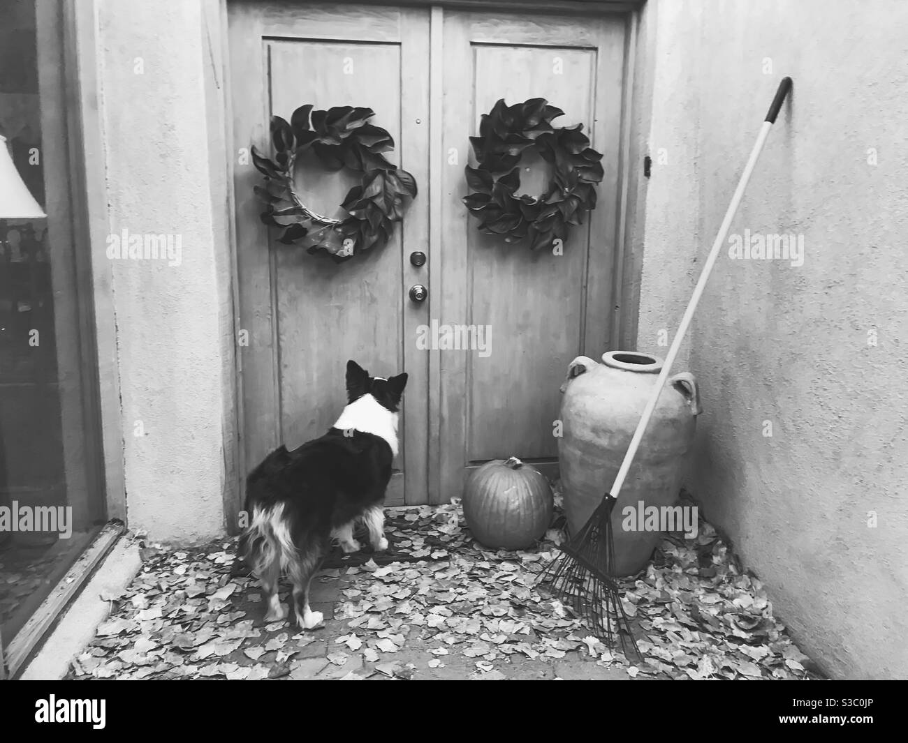 Dog on stoop Stock Photo - Alamy
