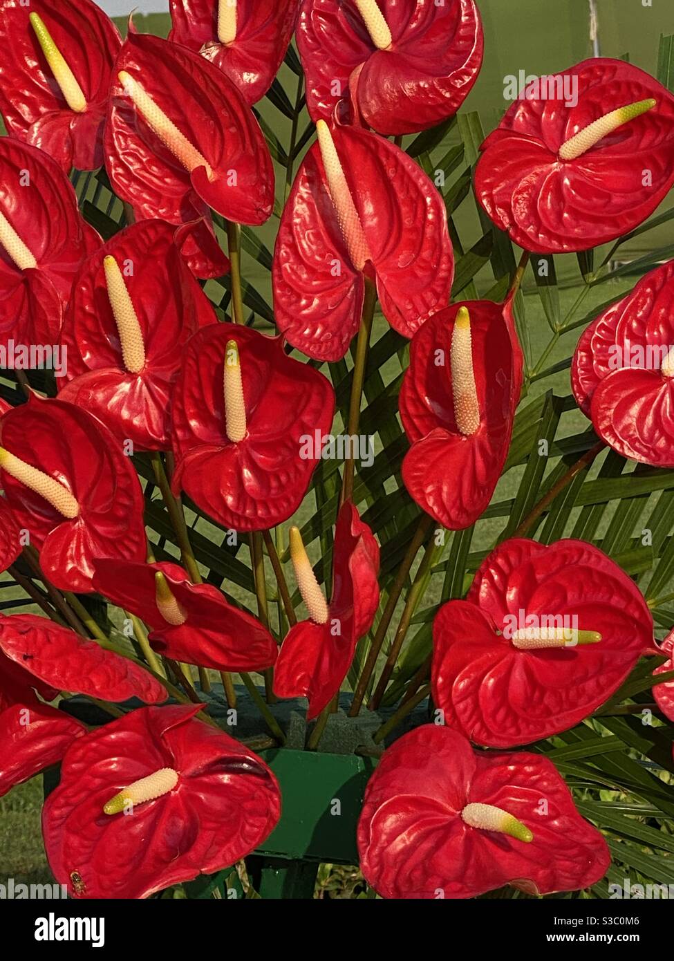 Anthurium flowers hi-res stock photography and images - Alamy