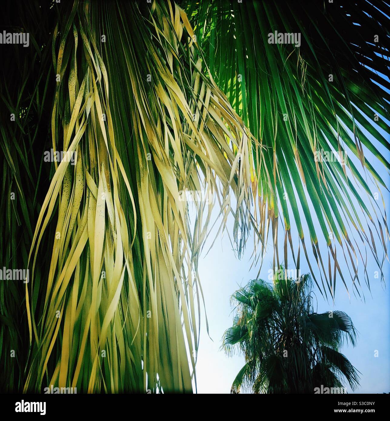 Leaf of pan trees Stock Photo - Alamy