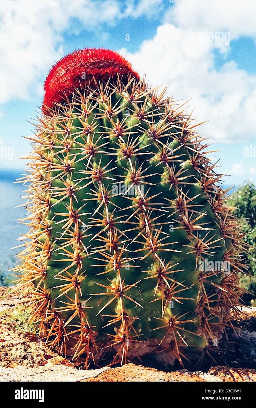 Melon cactus hi-res stock photography and images - Alamy