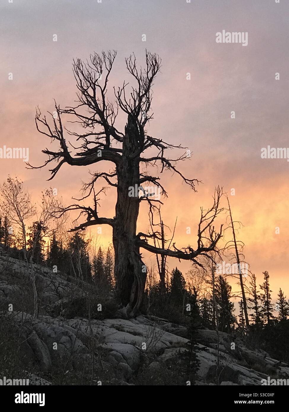 At tree snag hi-res stock photography and images - Alamy