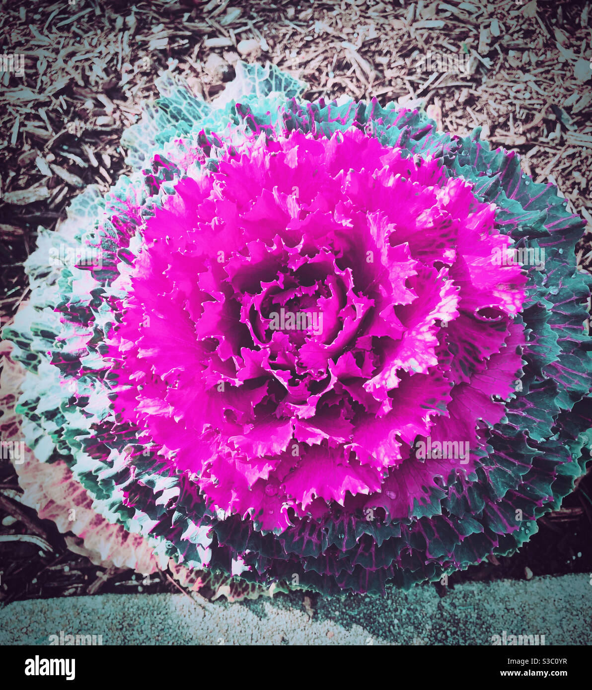 Ornamental Cabbage Winter High Resolution Stock Photography and Images ...