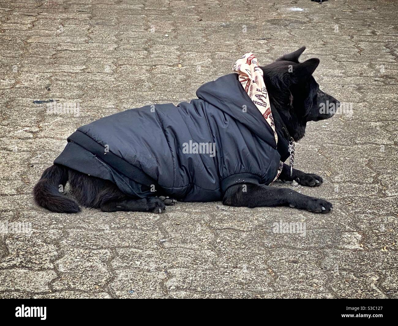 Bundled up for cold hi-res stock photography and images - Alamy