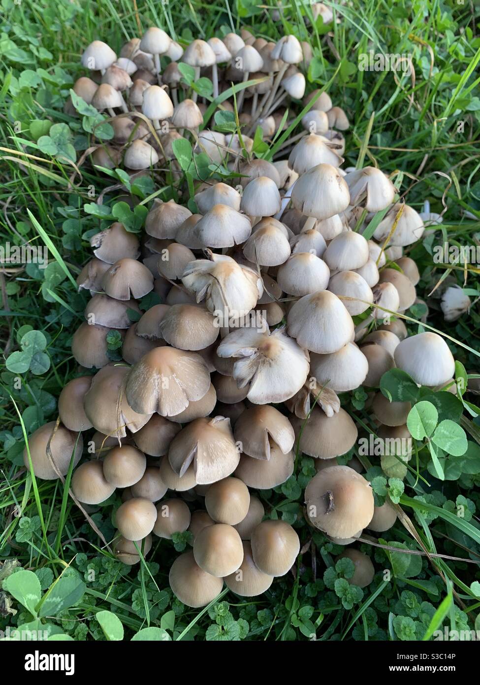 Cluster mushrooms hi-res stock photography and images - Alamy