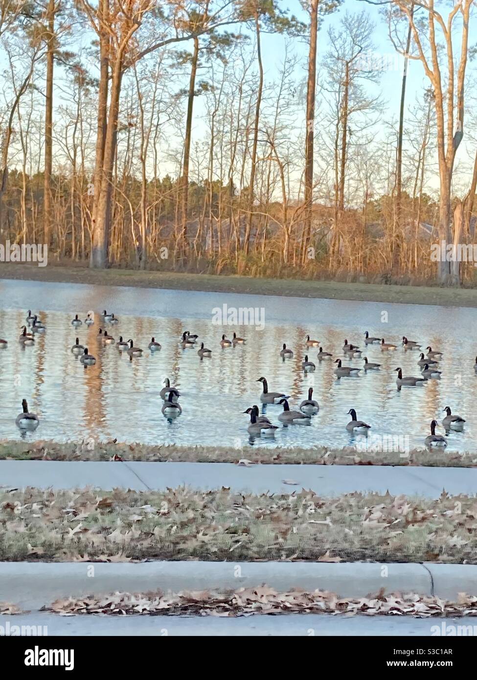 Canadian geese in the water hi-res stock photography and images - Alamy