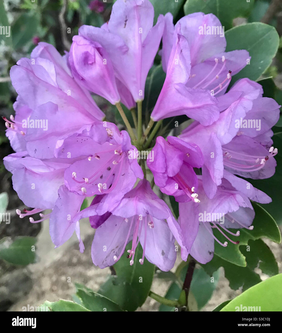Bloomed wildflowers hi-res stock photography and images - Alamy