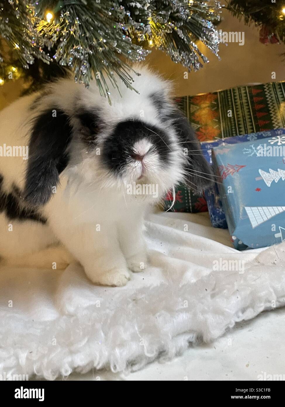 Rabbit under tree hi-res stock photography and images - Alamy