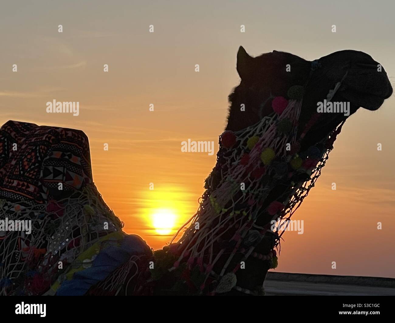 Rann of kutch , gujarat , india hi-res stock photography and images - Alamy