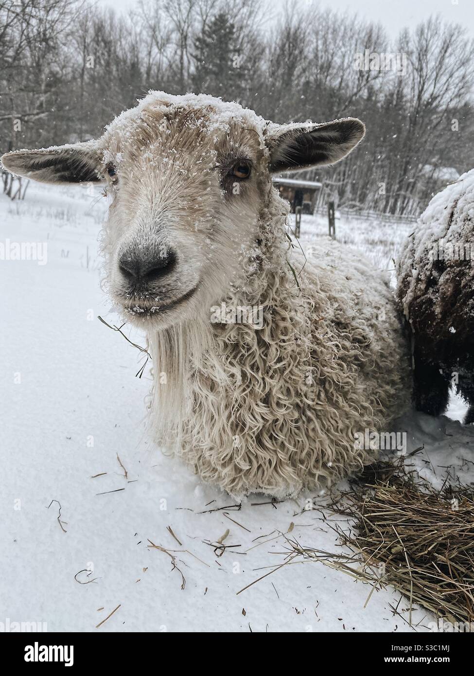 Goat winter hi-res stock photography and images - Alamy