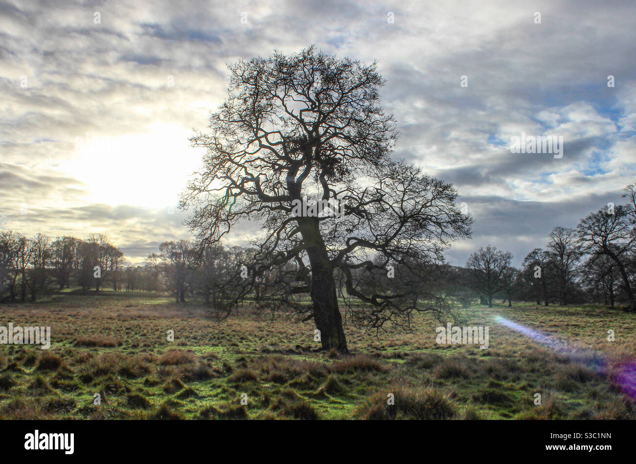 Yggdrasil tree hi-res stock photography and images - Alamy