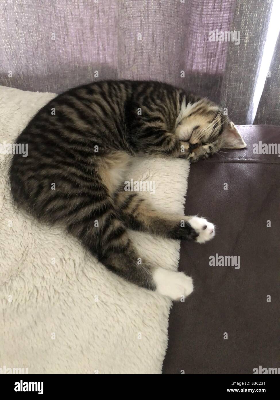 Sleepy kitten hi-res stock photography and images - Alamy