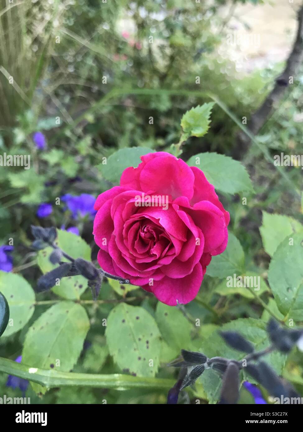 English rose pink hi-res stock photography and images - Alamy