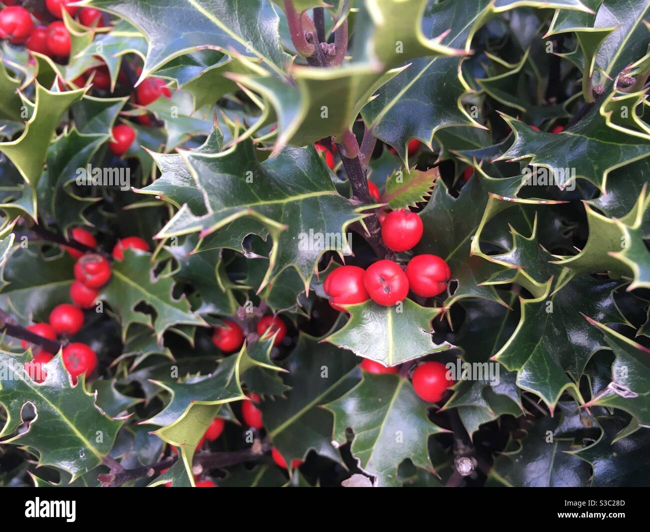 Evergreen holly hi-res stock photography and images - Alamy