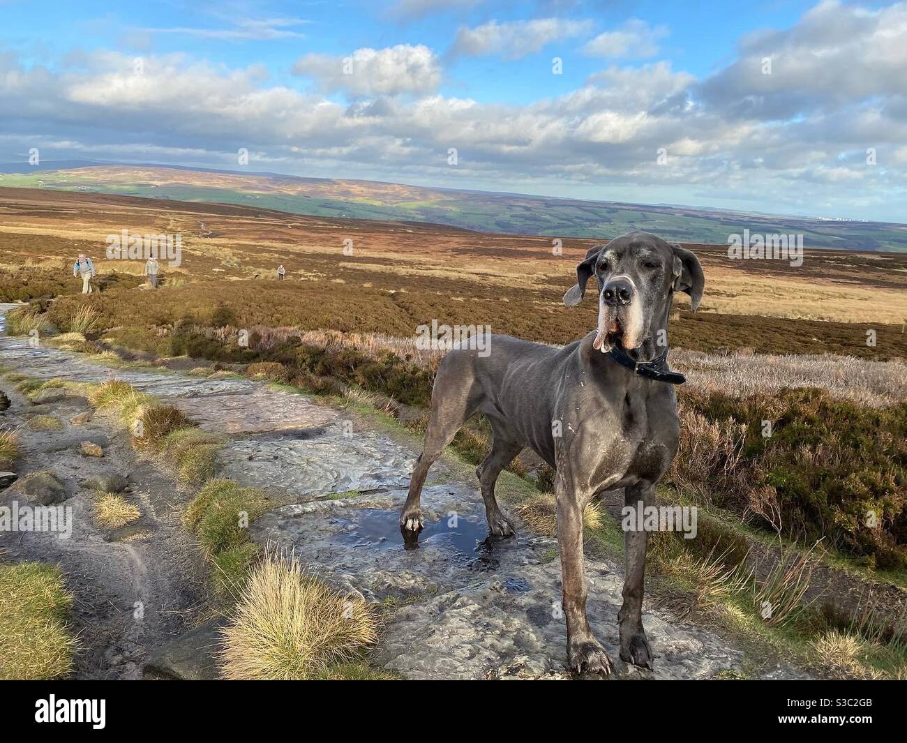 Moor dog hi-res stock photography and images - Alamy