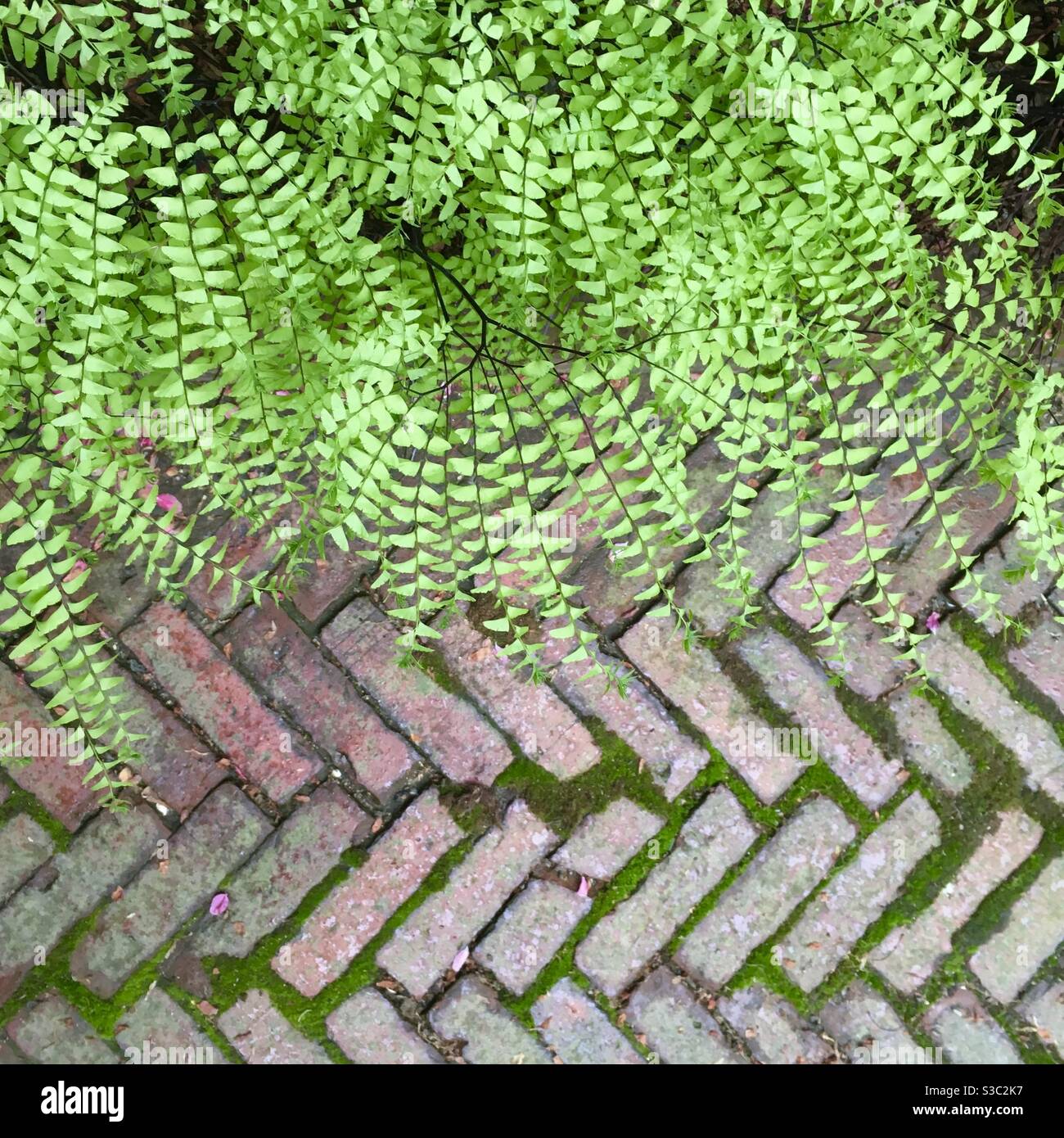 Herringbone fern hi-res stock photography and images - Alamy
