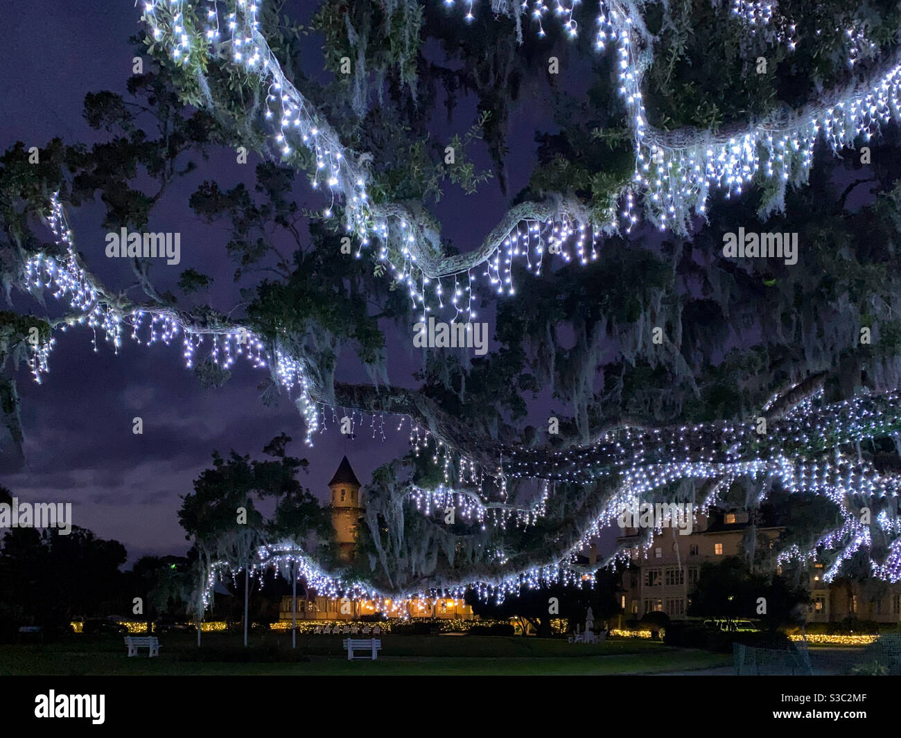 Oak Tree Lights Christmas