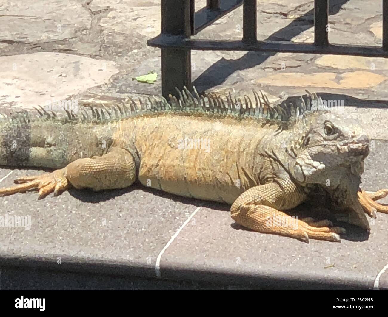 Guana iguana hi-res stock photography and images - Alamy