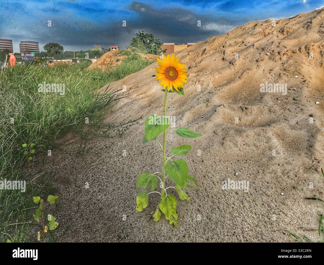 Lonely flower hi-res stock photography and images - Alamy