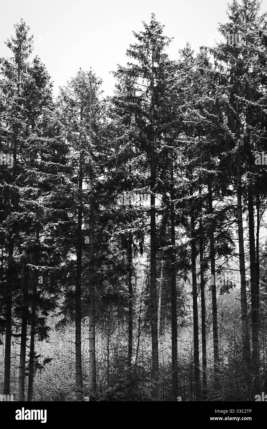 Pine Trees Snow Full Tree High Resolution Stock Photography and Images ...