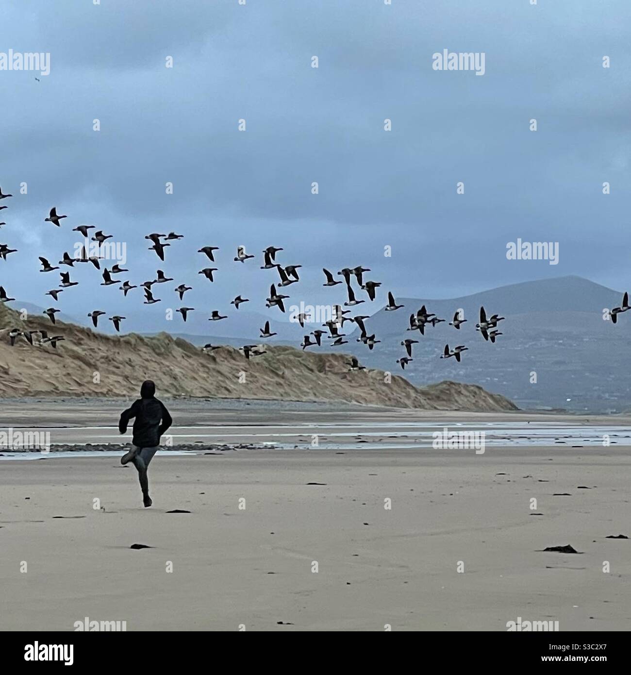 Boy chasing birds hi-res stock photography and images - Alamy