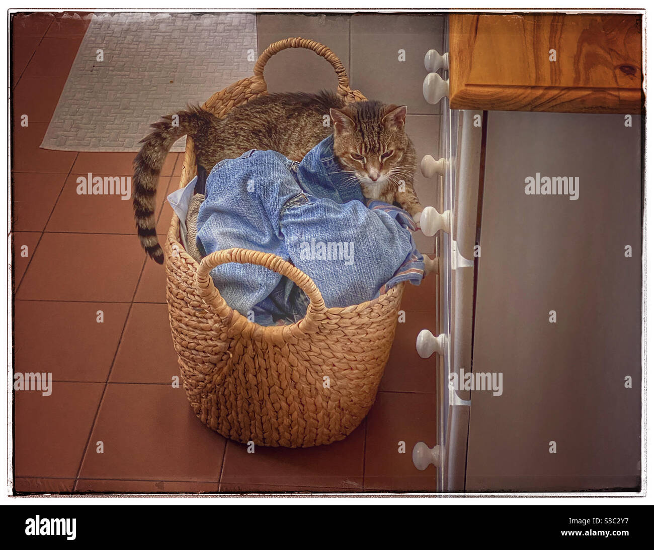 Cat in laundry basket Stock Photo - Alamy
