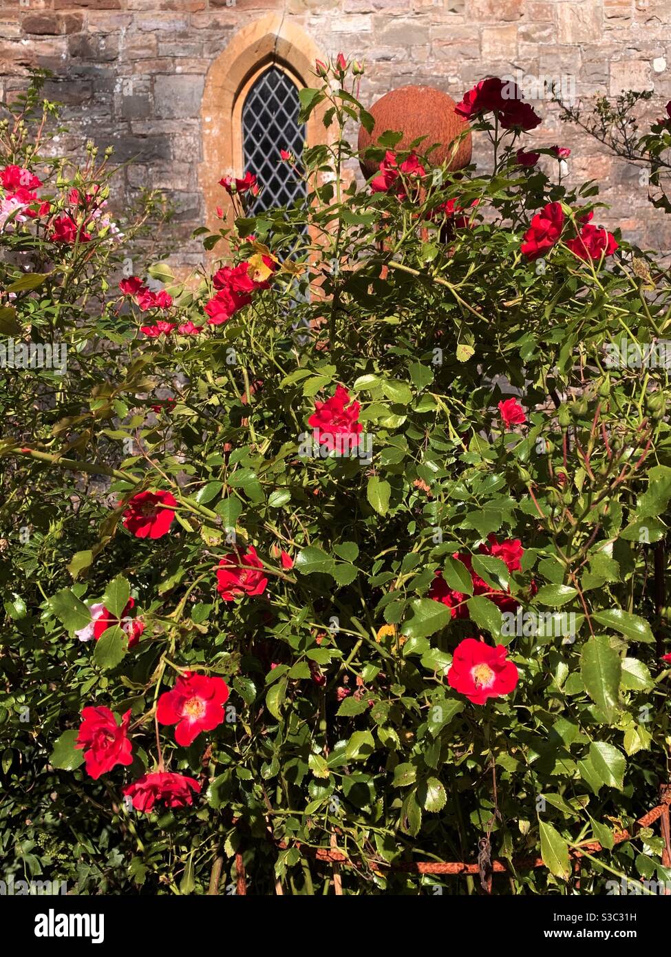 Red flowers around window hi-res stock photography and images - Alamy
