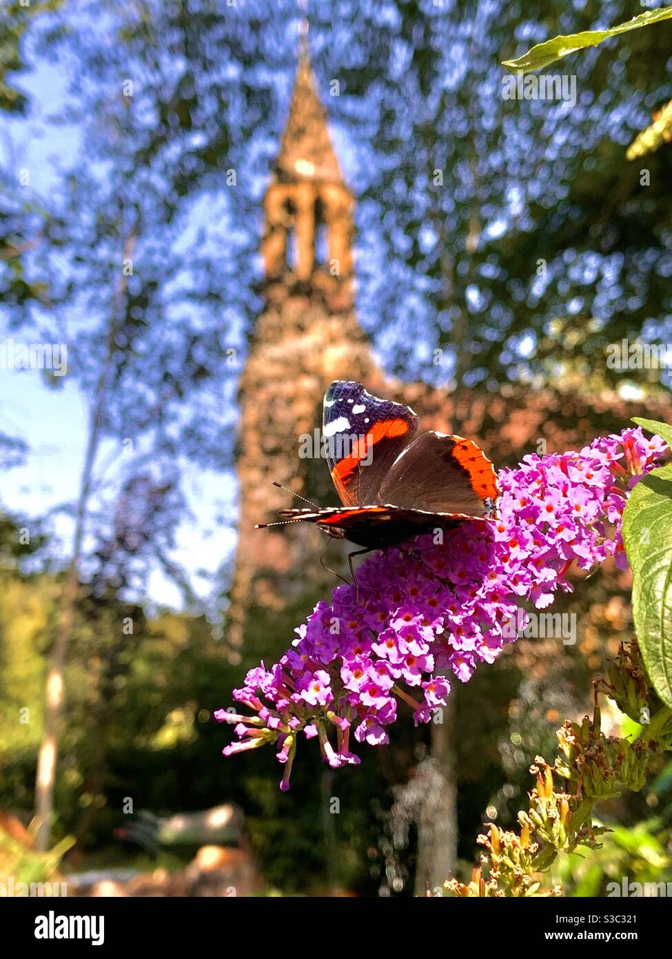 Buddleia butterfly tower hi-res stock photography and images - Alamy
