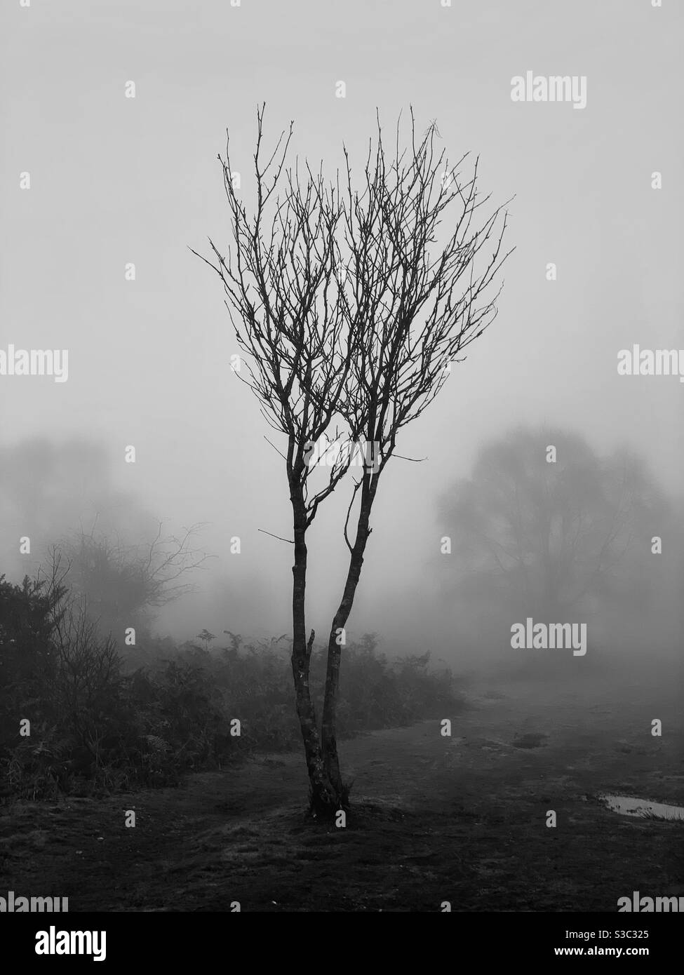 Scary tree england hi-res stock photography and images - Alamy