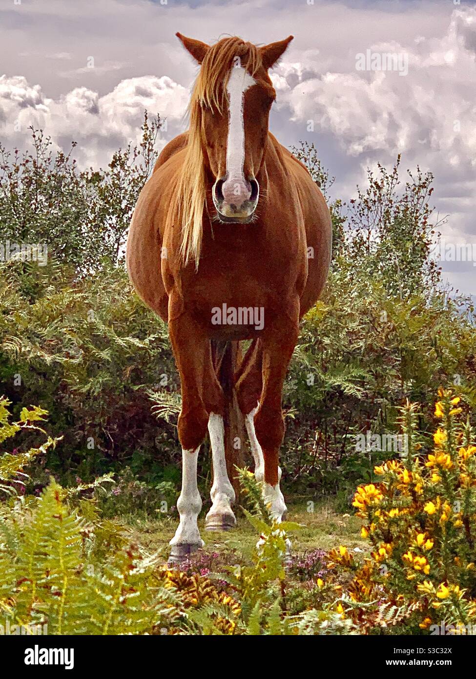 Fat pony hi-res stock photography and images - Alamy
