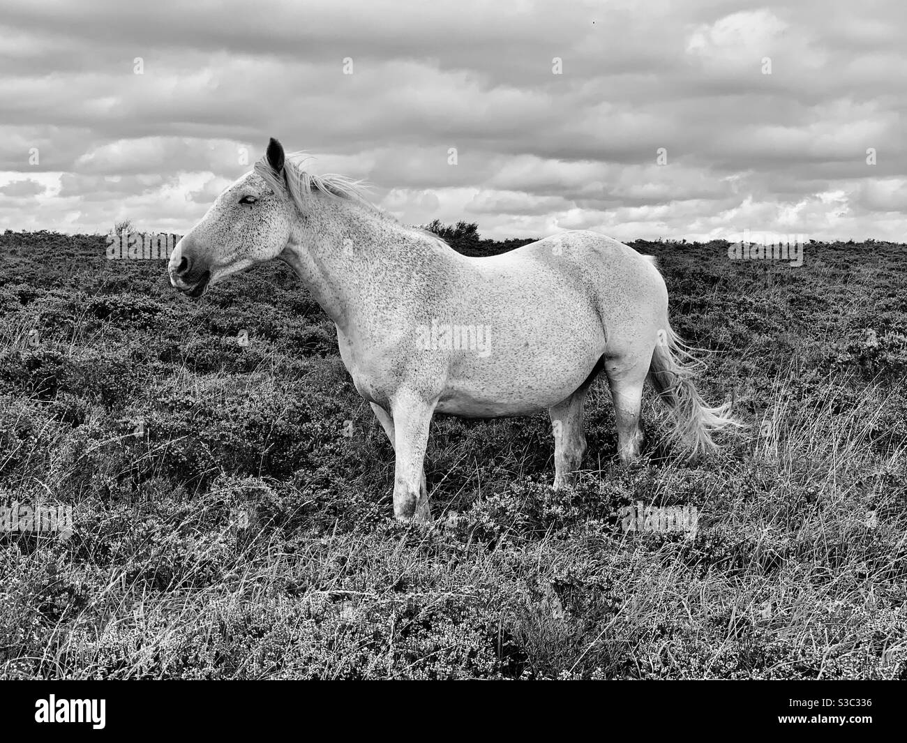 English pony hi-res stock photography and images - Alamy