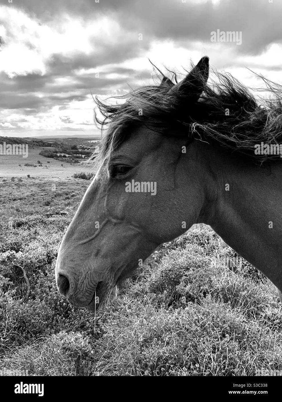 Wild windswept pony enjoying freedom in Devon moorland in England Uk ...