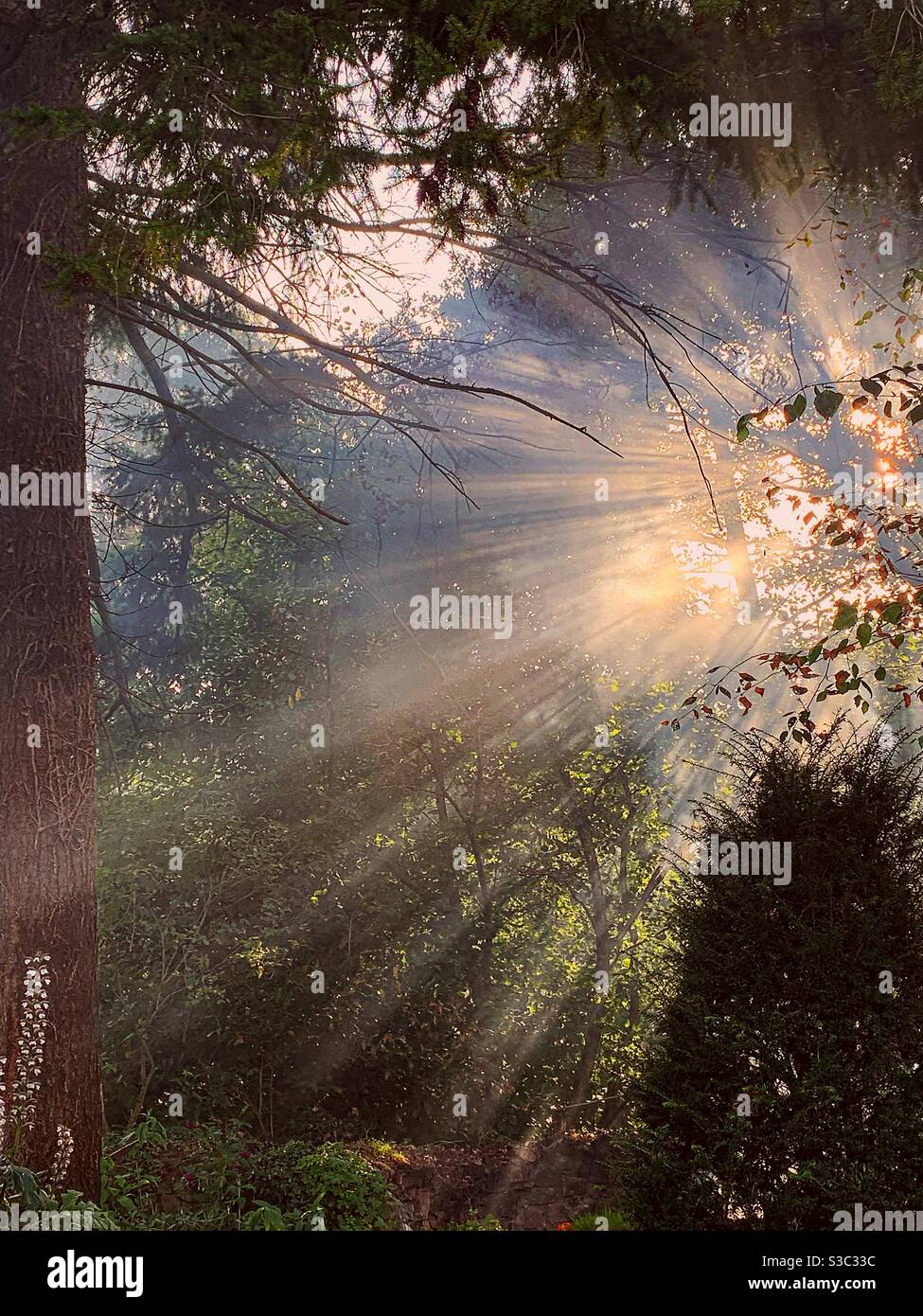 Low sunlight streaming through the woodland of the English cottage ...
