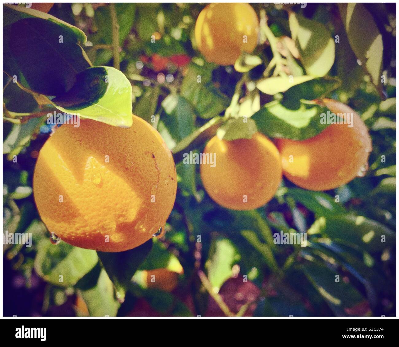 Navel orange tree hi-res stock photography and images - Alamy
