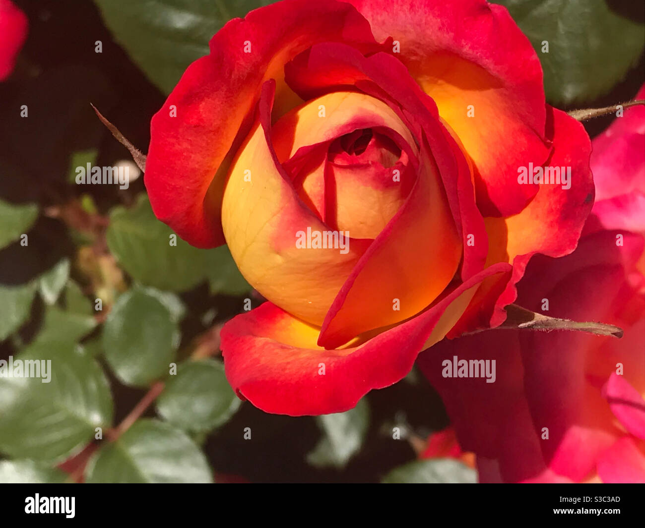 Yellow coloured rose hi-res stock photography and images - Alamy