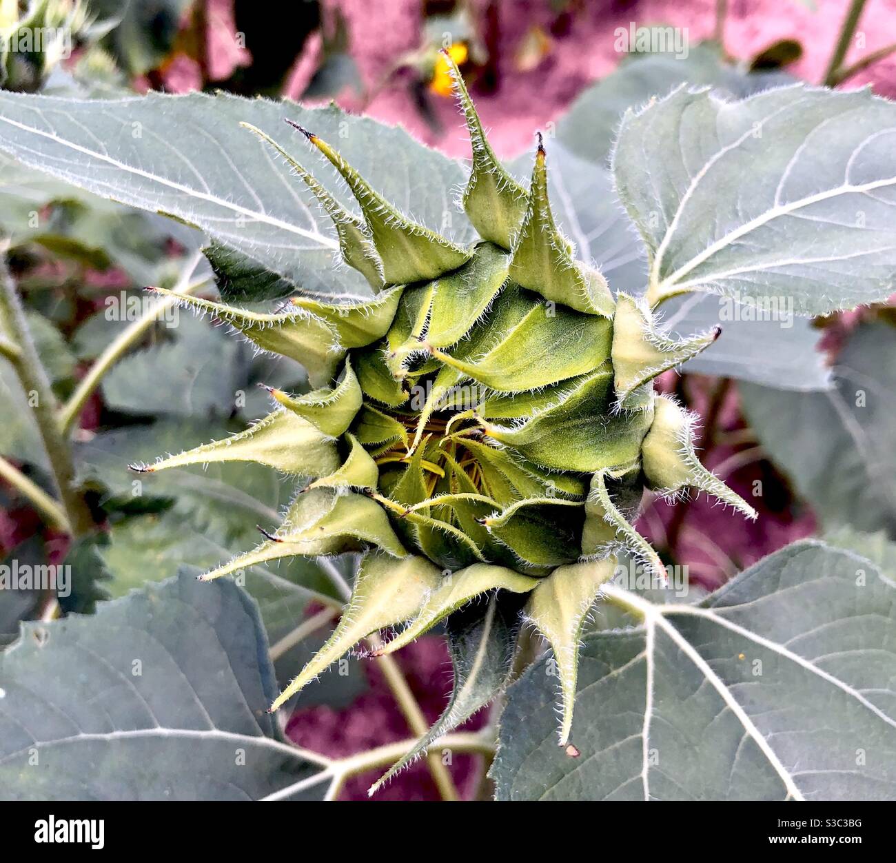 Budding bloom hi-res stock photography and images - Alamy