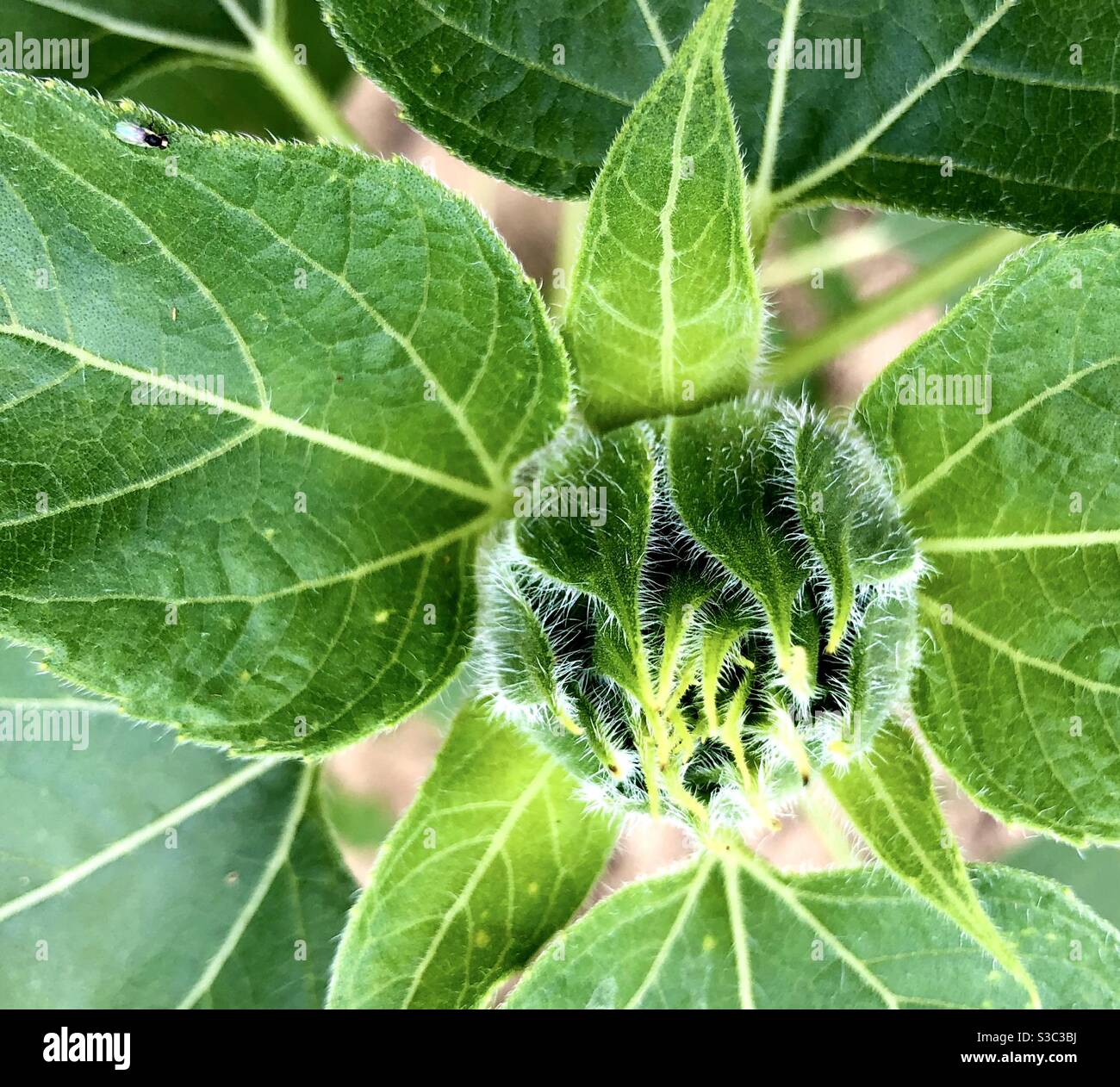 Hairy spiky hi-res stock photography and images - Alamy