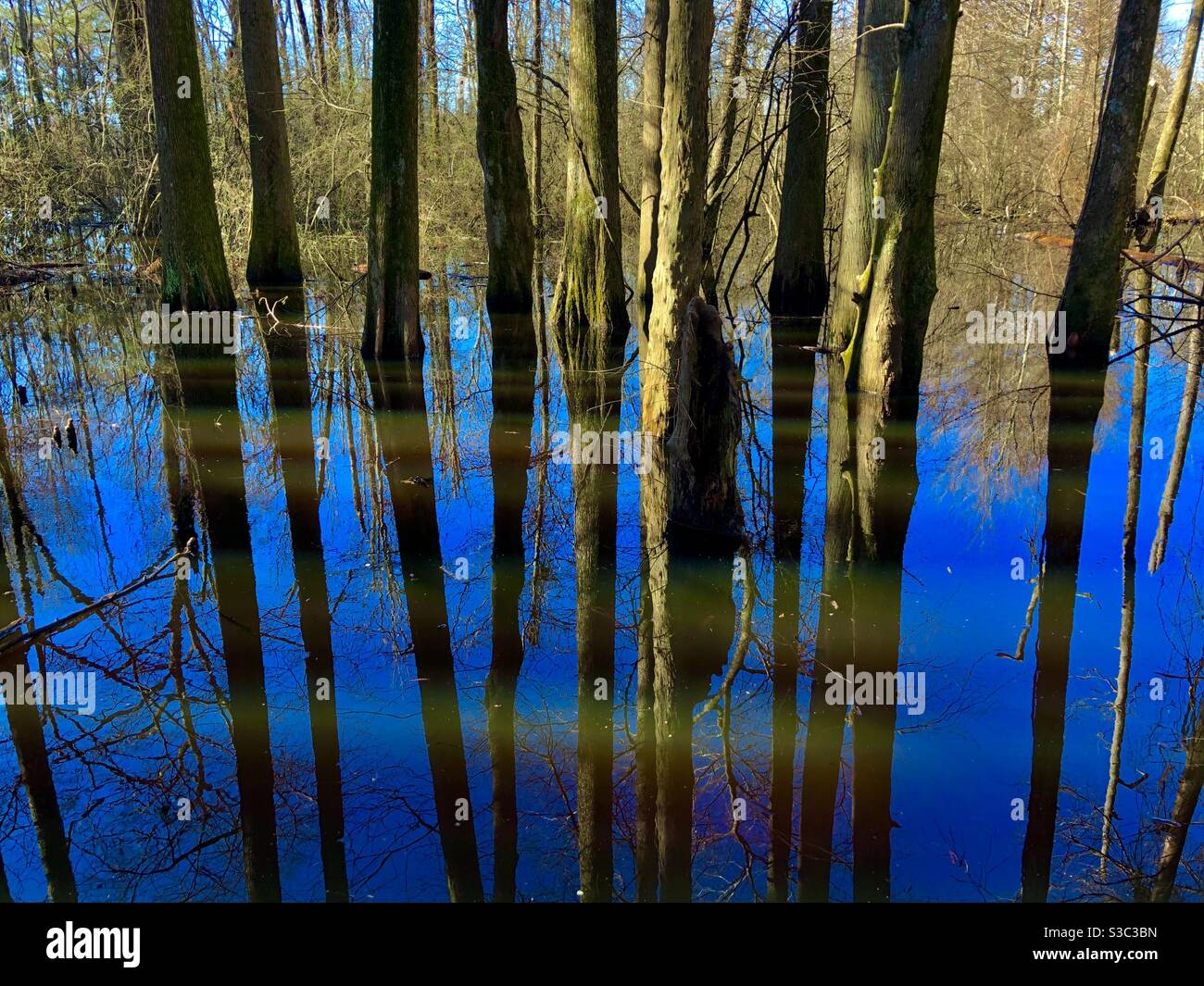 Backwater swamp hi-res stock photography and images - Alamy