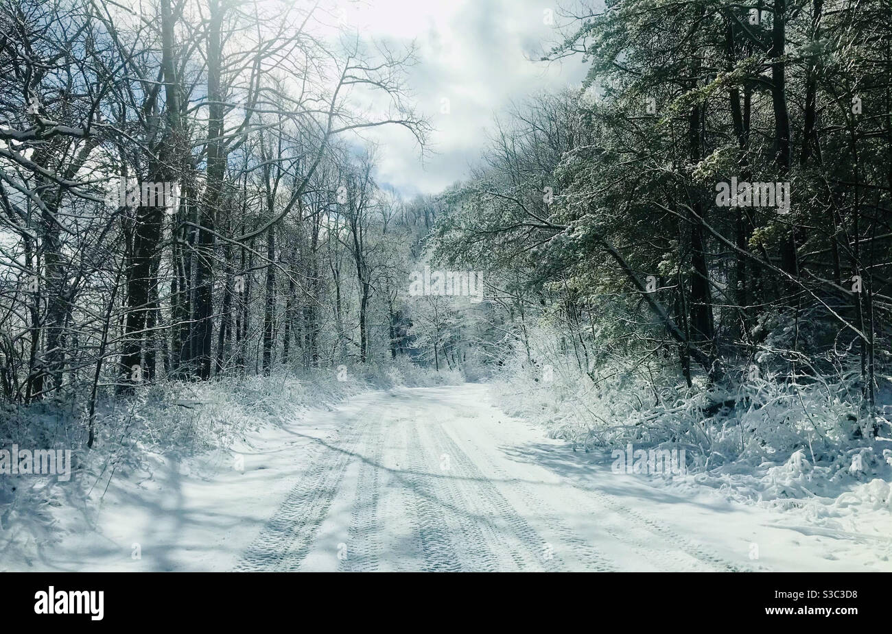 Whiteout trees hi-res stock photography and images - Alamy