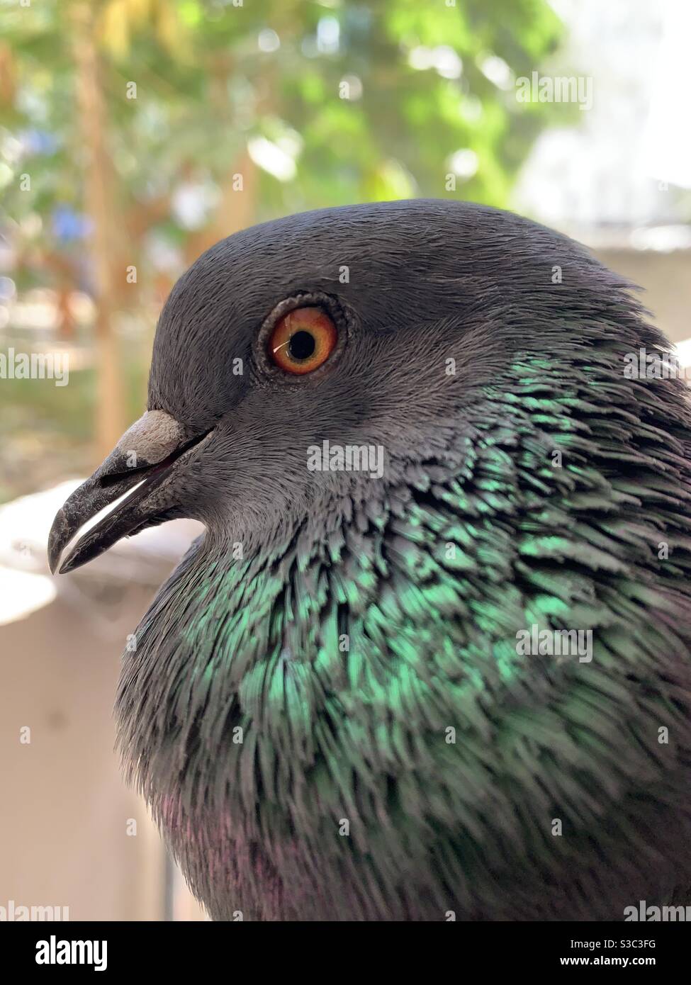 Blue pigeon hi-res stock photography and images - Alamy