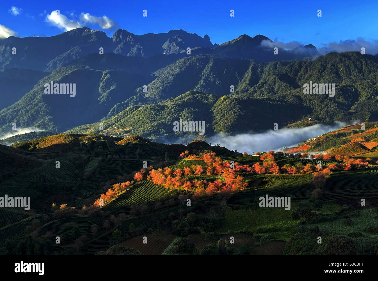 Early sunshine on tea hill Stock Photo - Alamy