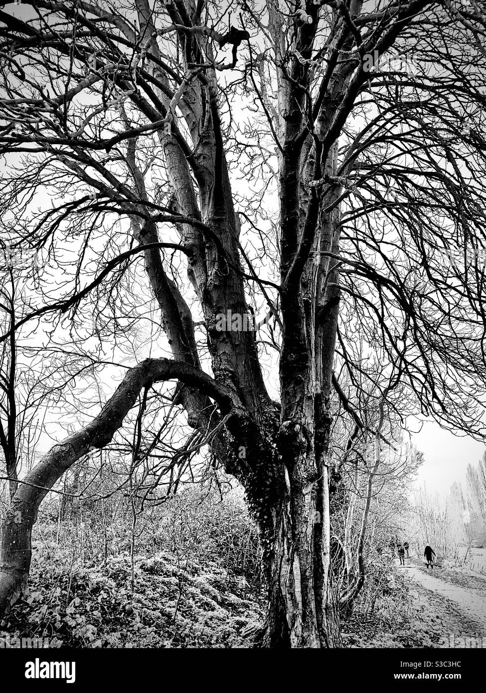 Huge old trees hi-res stock photography and images - Alamy