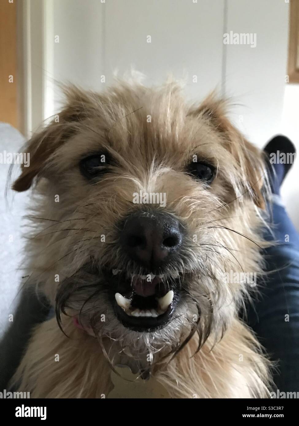 Dog smile teeth hi-res stock photography and images - Alamy